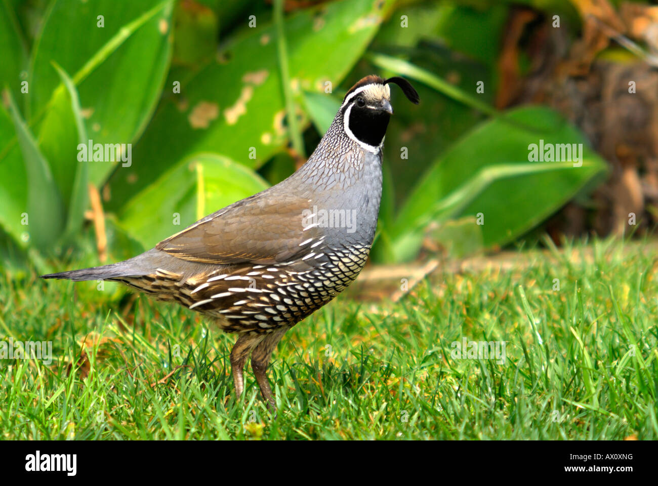 Quail island new zealand hi-res stock photography and images - Alamy