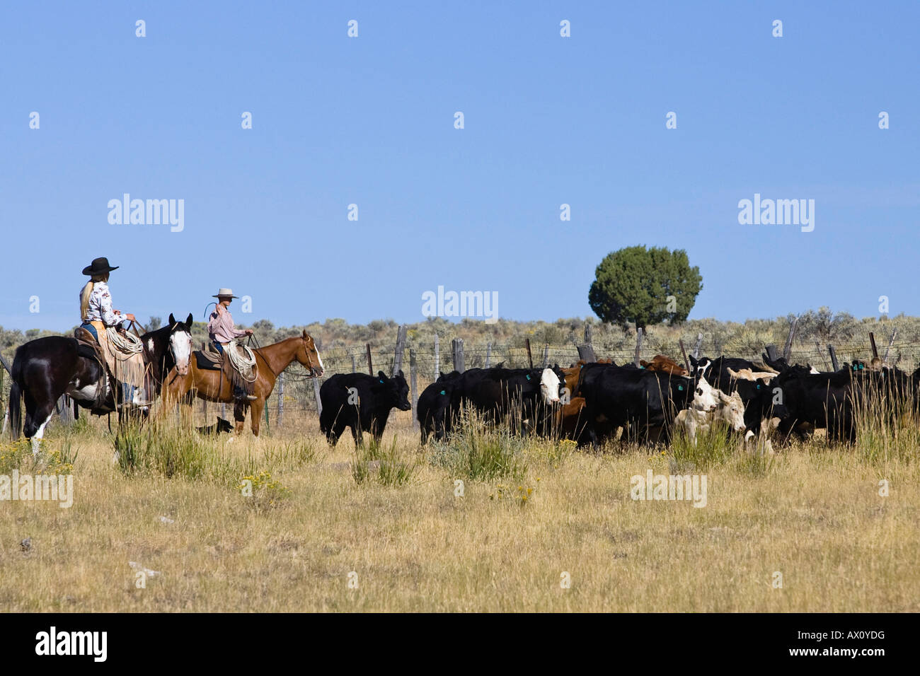 Cowboys with cattle, Oregon, USA Stock Photo - Alamy