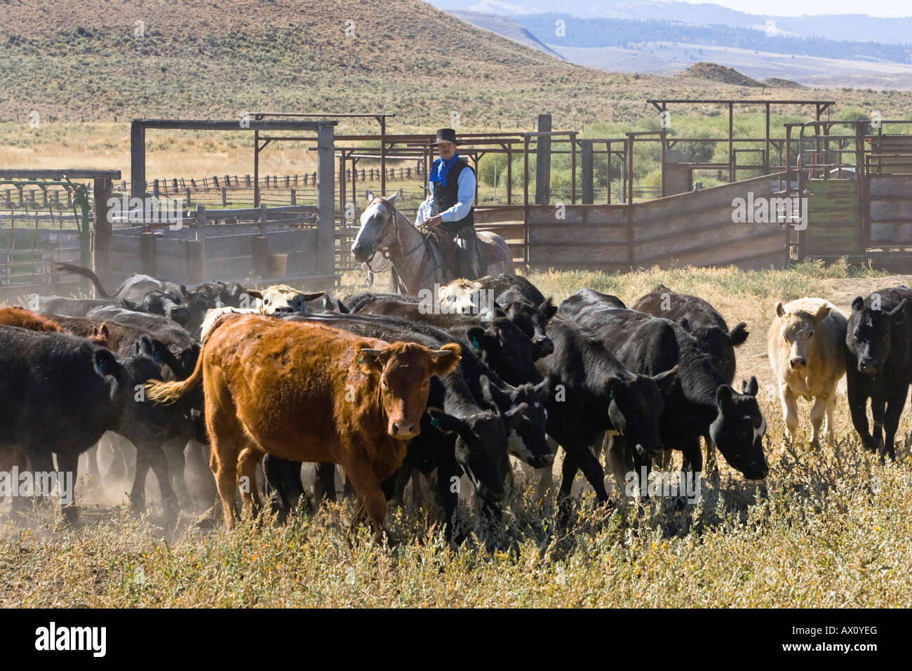 Cowgirl and cowboy with cattle, Oregon, USA Stock Photo - Alamy