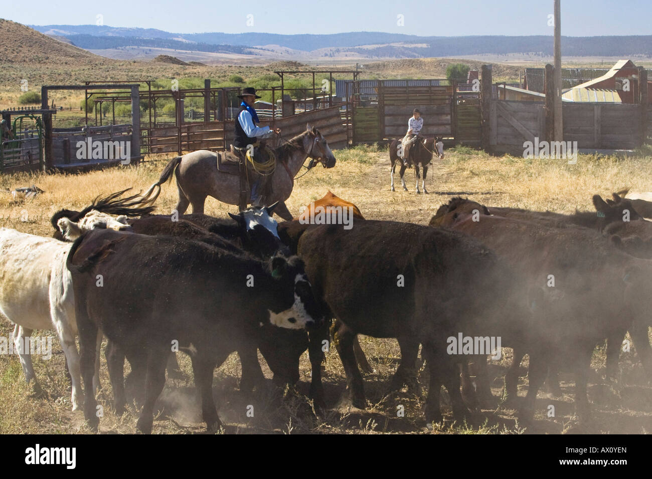 Cowboys with cattle, Oregon, USA Stock Photo - Alamy
