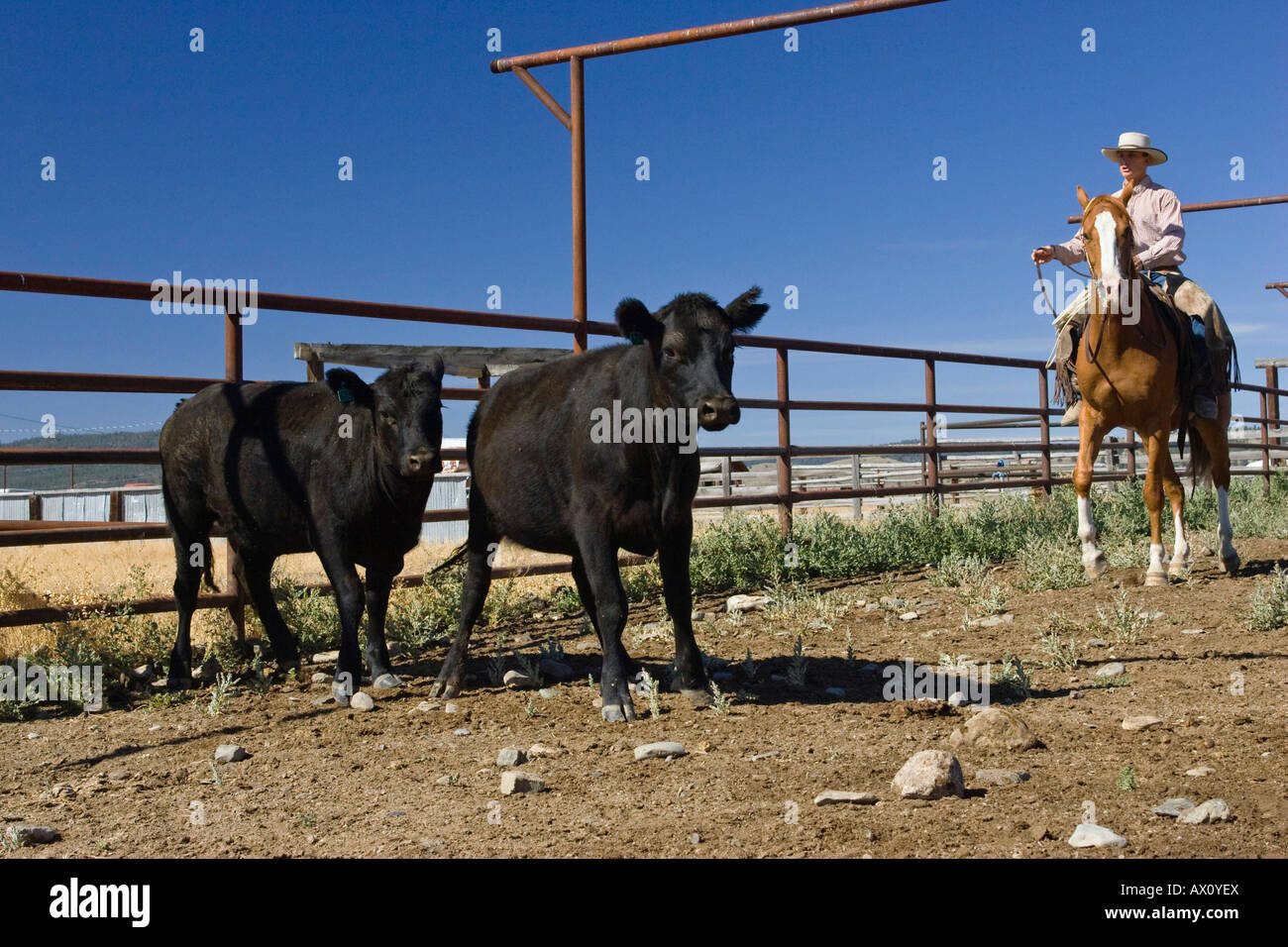 Cowboy with cattle, Oregon, USA Stock Photo - Alamy