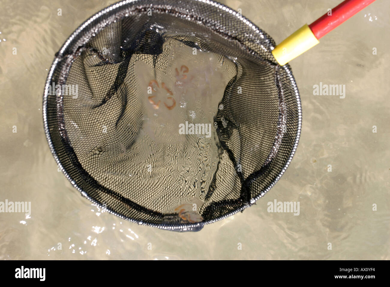Jellyfish caught in a net Stock Photo - Alamy