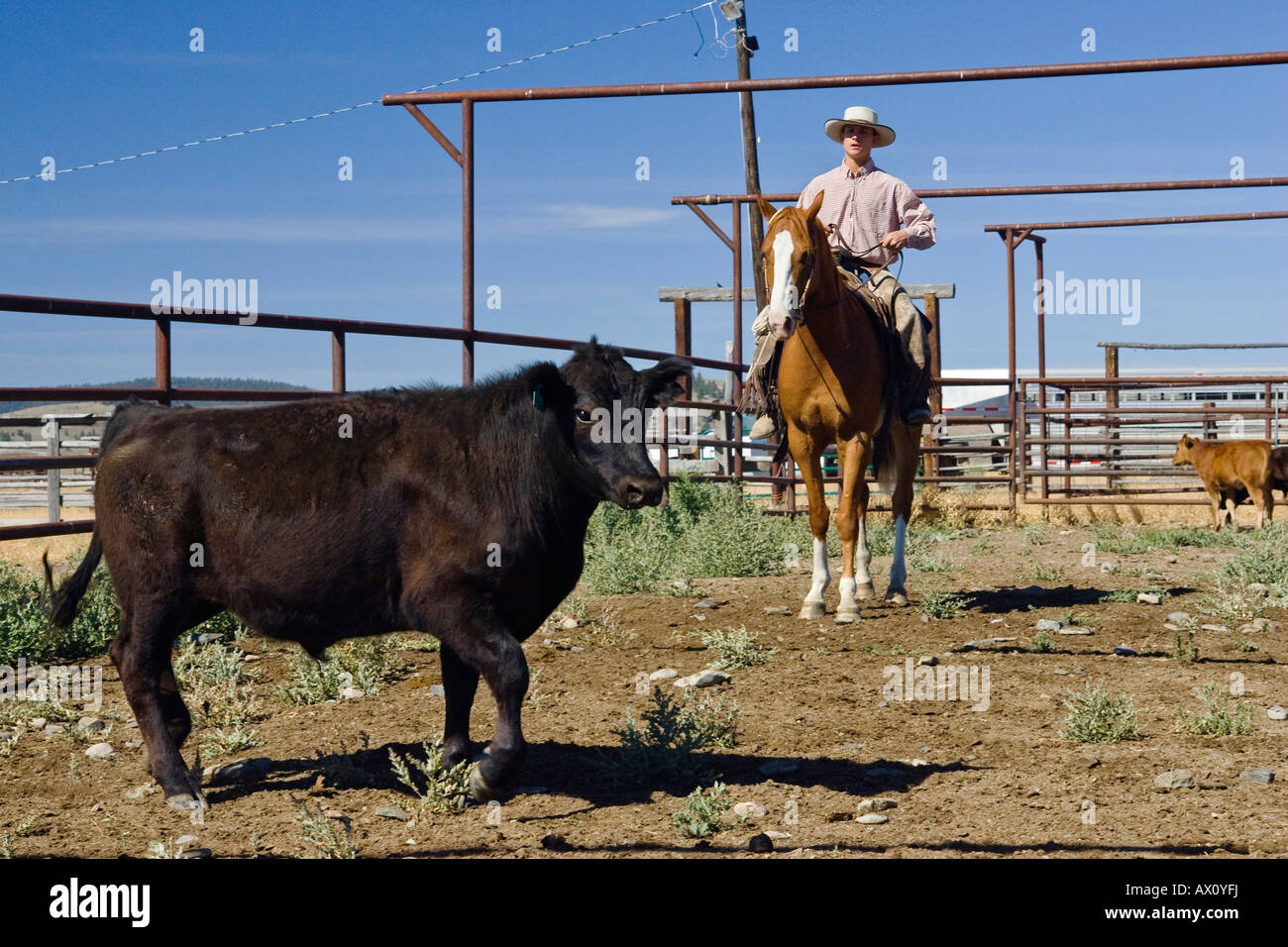 Cowboy with cattle, Oregon, USA Stock Photo - Alamy