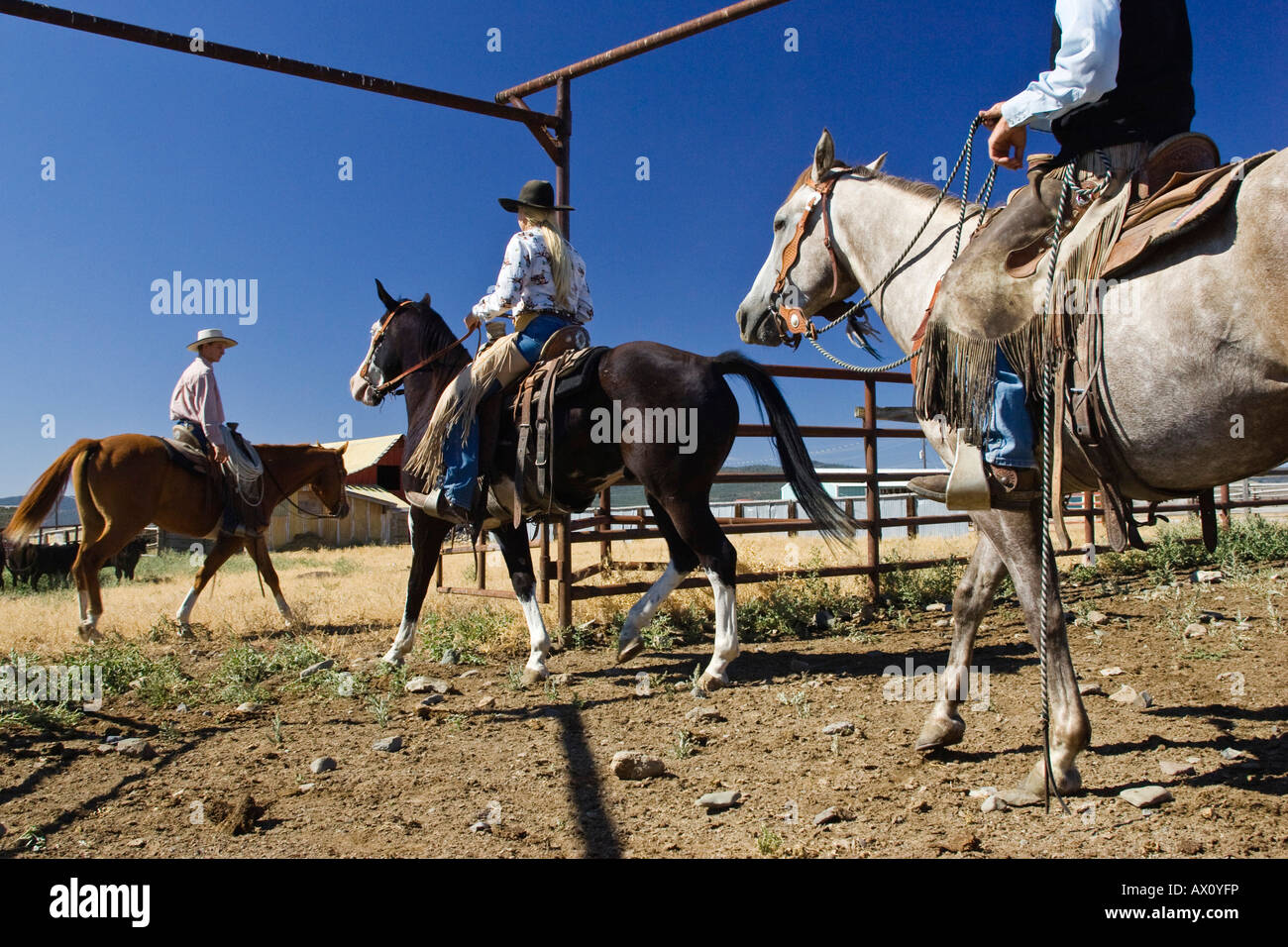 Cowgirl and cowboys working on ranch, wildwest, Oregon, USA Stock Photo ...
