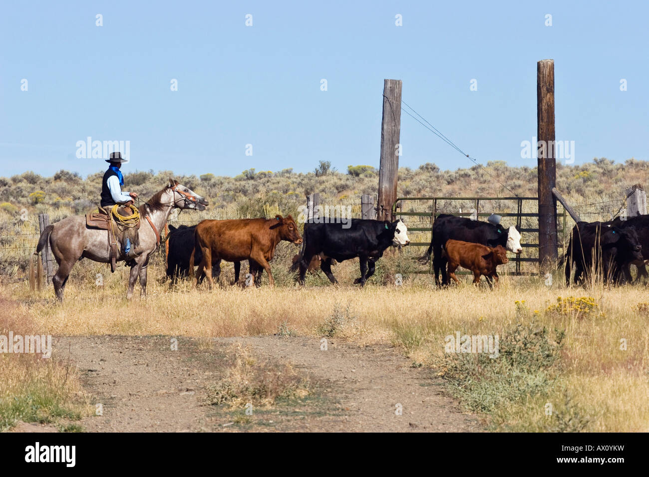 Cowboy working with cattle, Oregon, USA Stock Photo - Alamy