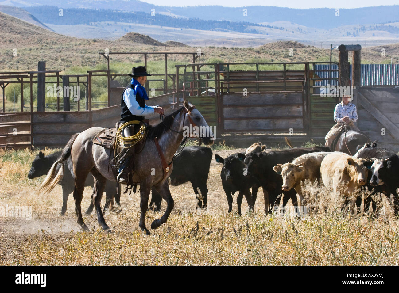 Cowgirl and cowboy with cattle, Oregon, USA Stock Photo - Alamy
