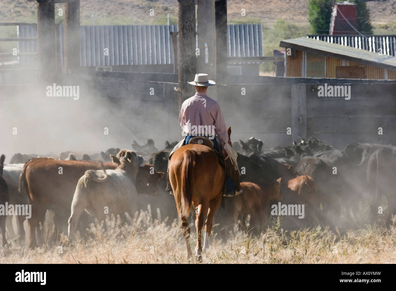 Cowboy working, with cattle, Oregon, USA Stock Photo - Alamy