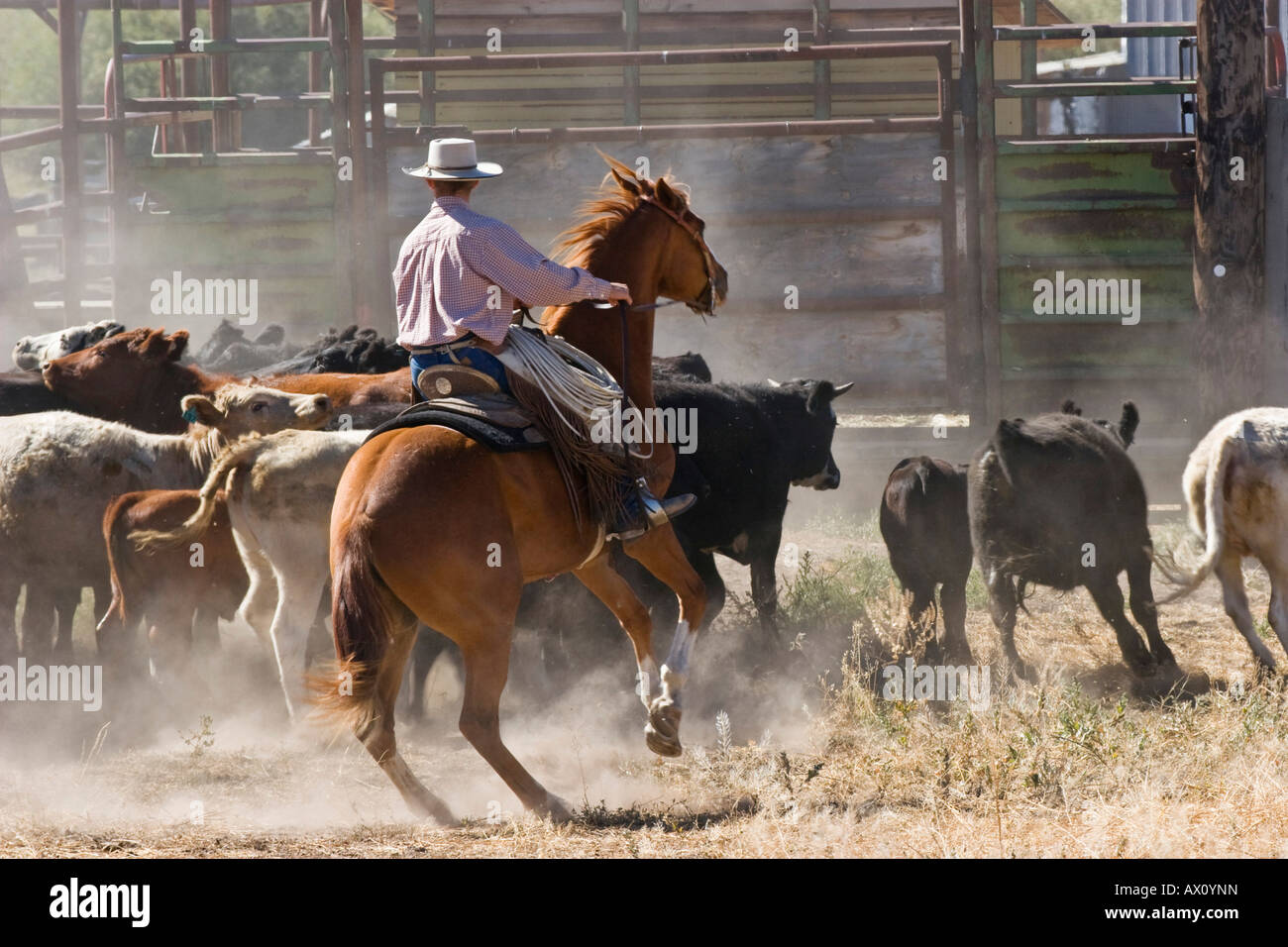 Cowboy working, with cattle, Oregon, USA Stock Photo - Alamy