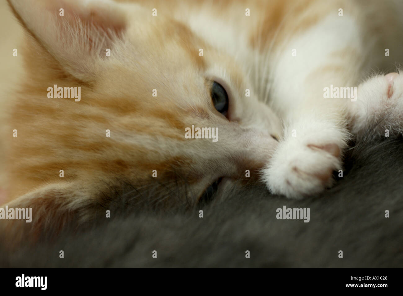 Russet Cat High Resolution Stock Photography and Images - Alamy