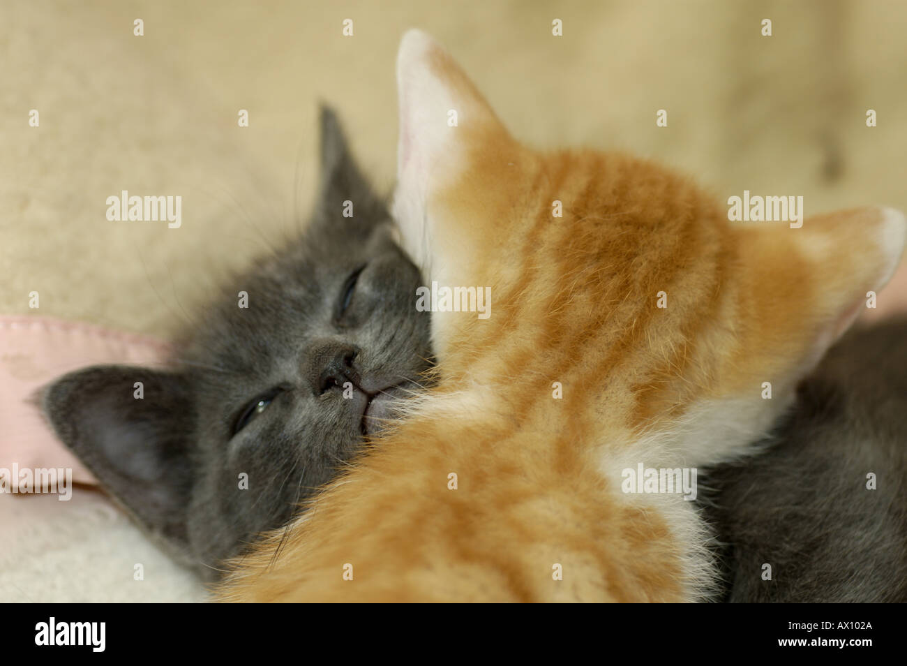 Russet cat hi-res stock photography and images - Alamy