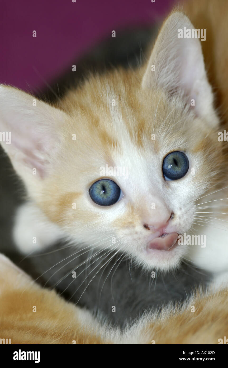 Russet Cat High Resolution Stock Photography and Images - Alamy