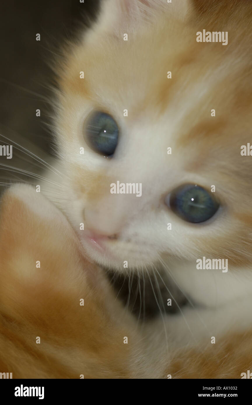 Russet Cat High Resolution Stock Photography and Images - Alamy