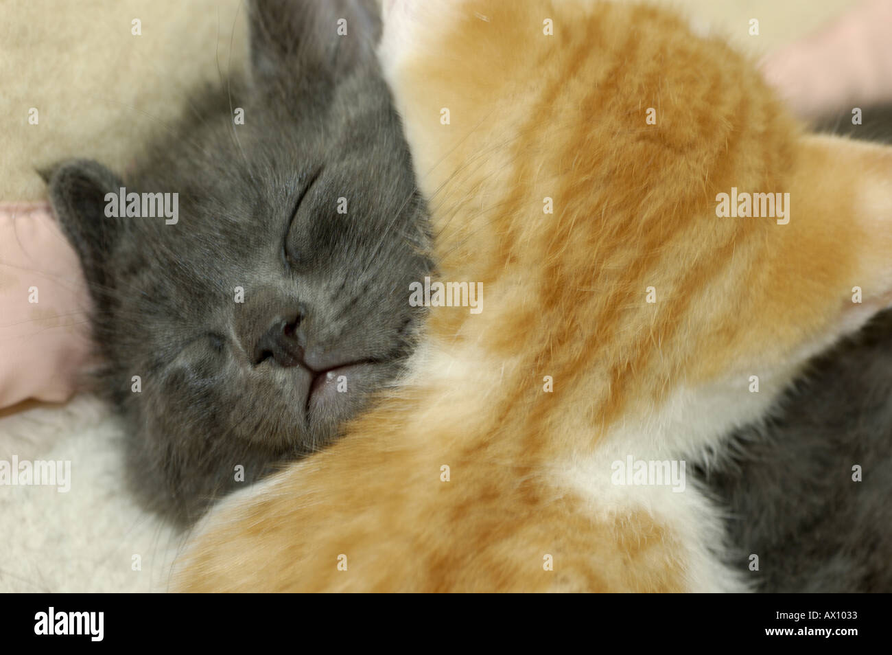 Ani156 hi-res stock photography and images - Alamy