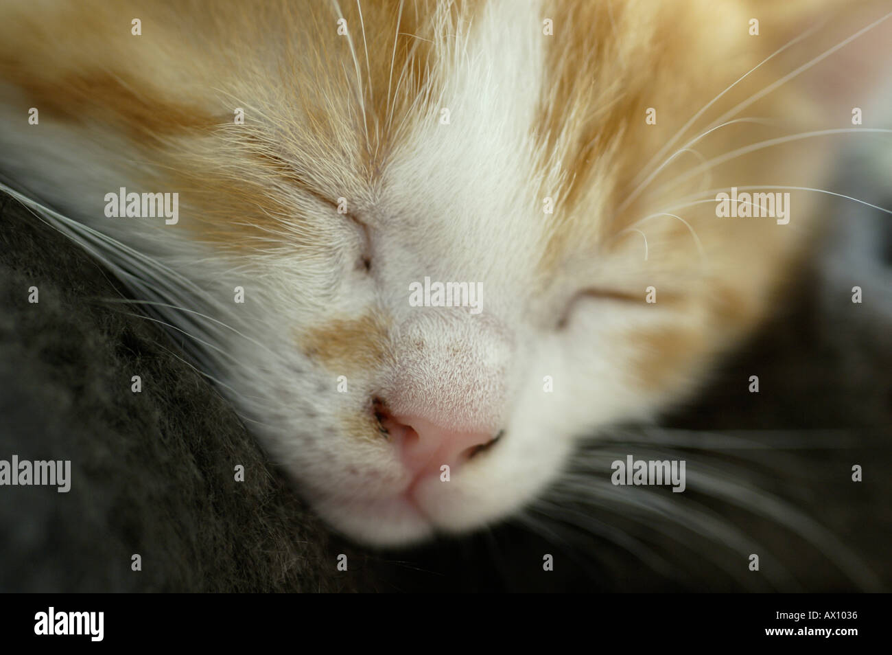 Russet cat hi-res stock photography and images - Alamy