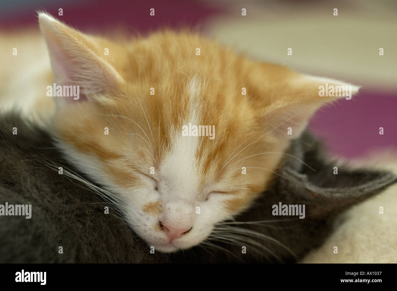 Russet Cat High Resolution Stock Photography and Images - Alamy