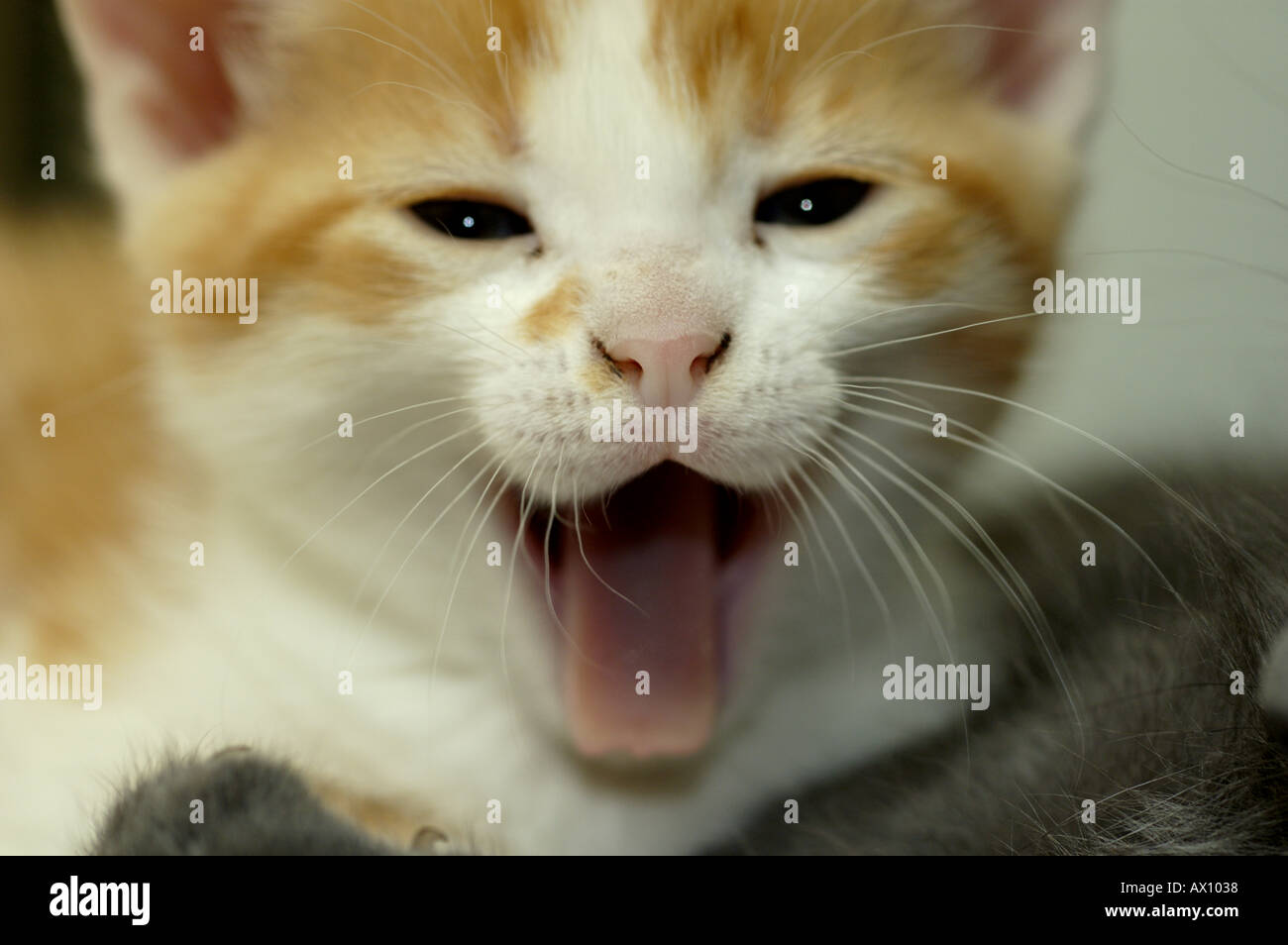 Russet Cat High Resolution Stock Photography and Images - Alamy