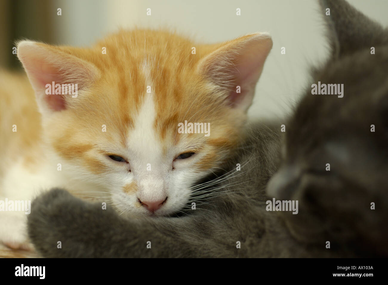 Russet Cat High Resolution Stock Photography and Images - Alamy