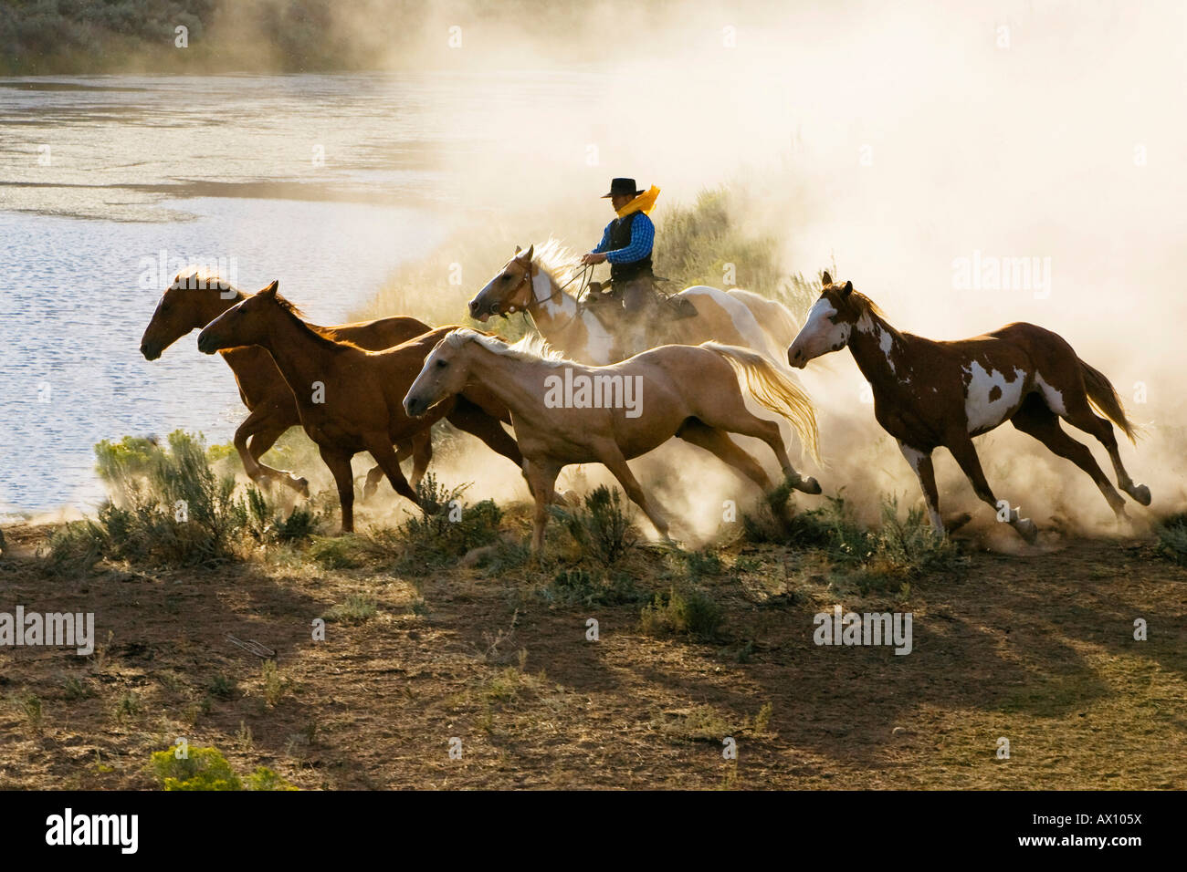 Cowboy chasing horses, Oregon, USA Stock Photo - Alamy