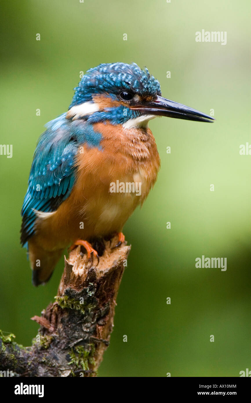 Common or European Kingfisher (Alcedo atthis) perched on a branch ...