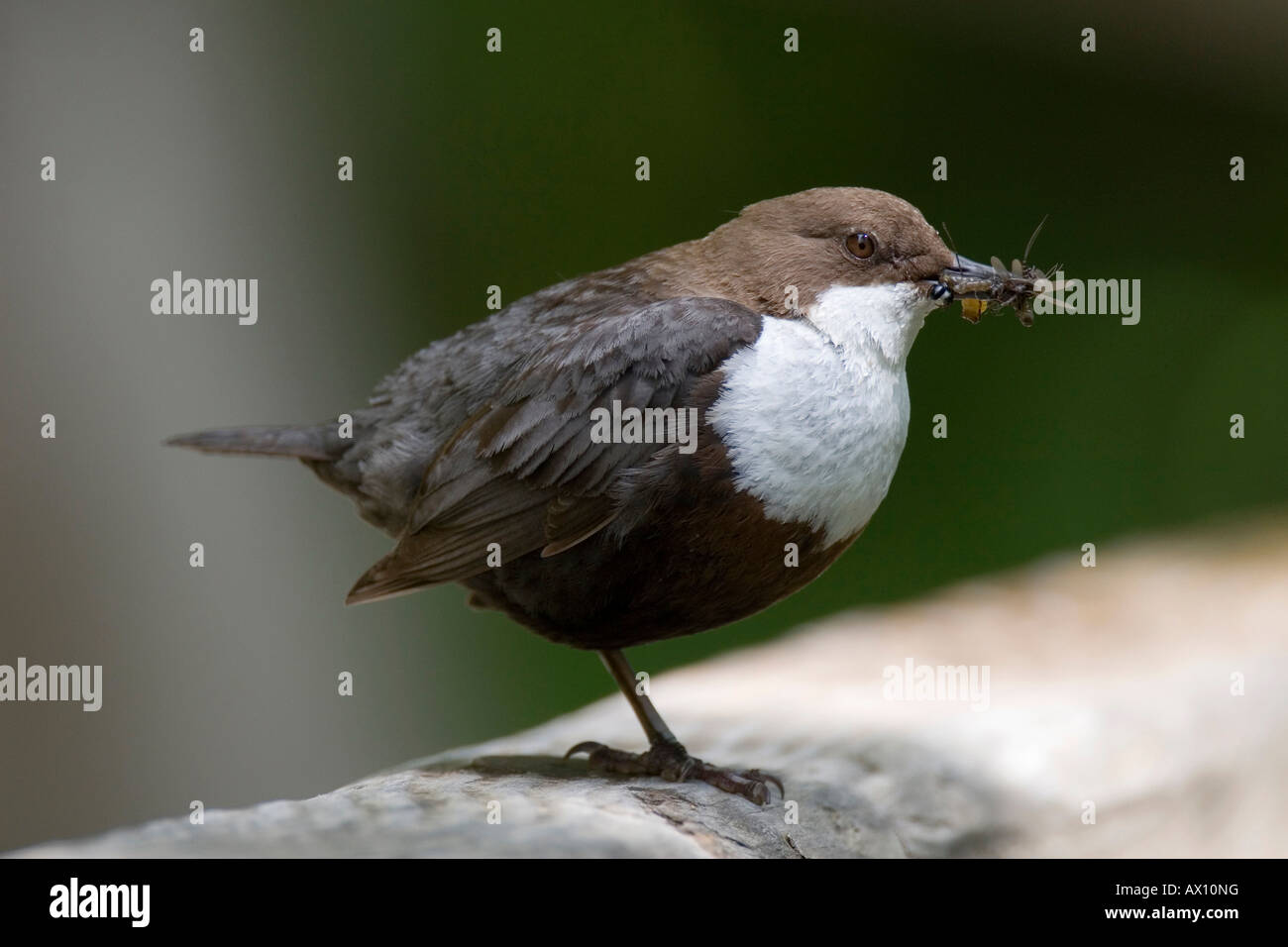 White throated dippers hi-res stock photography and images - Alamy