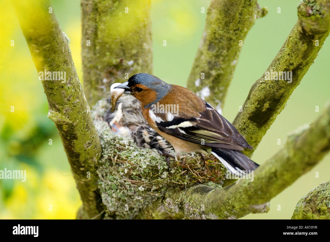 Male Chaffinch (Fringilla coelebs) removing fecal sac from nest ...