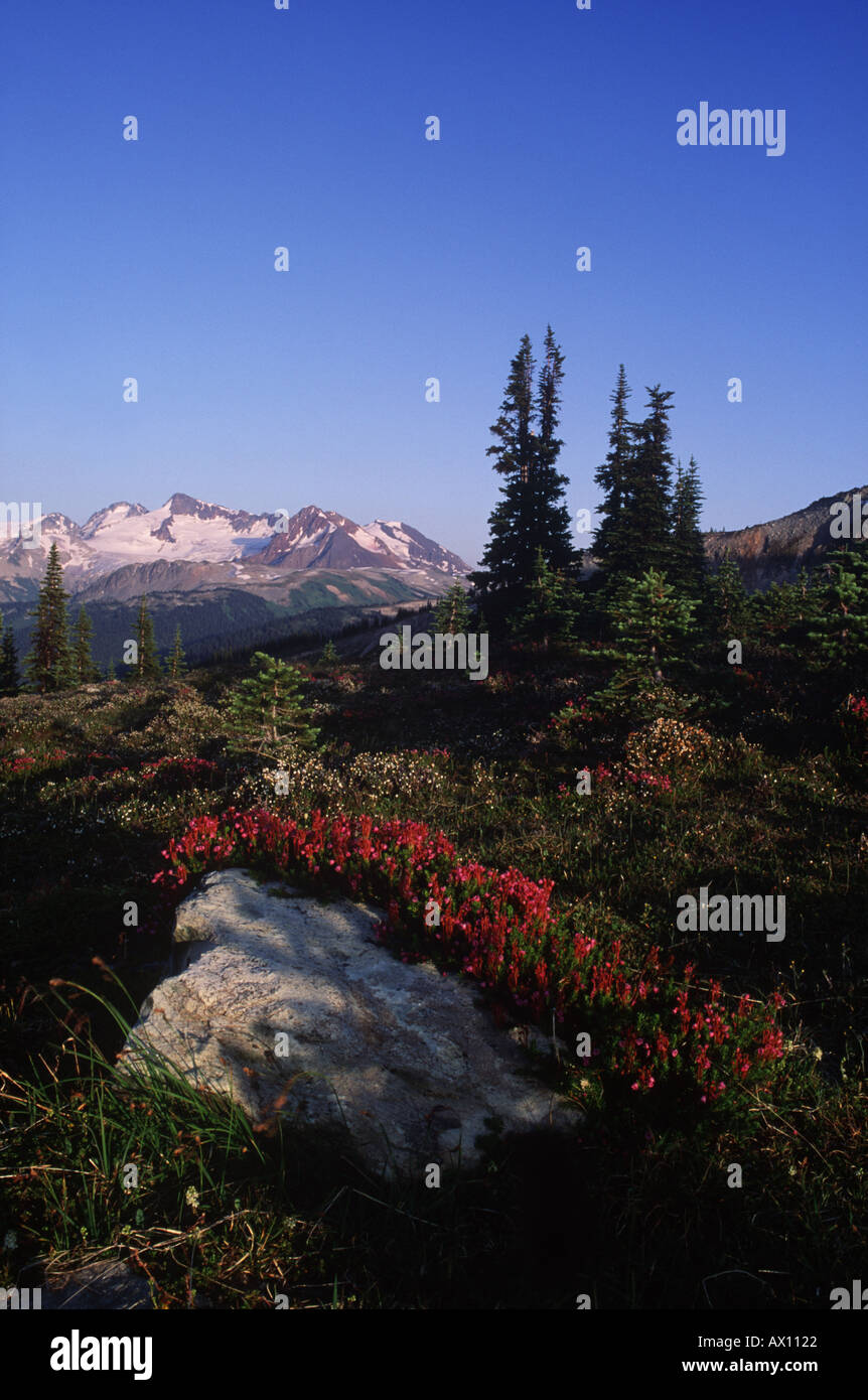 The wildflower whistler hi-res stock photography and images - Alamy