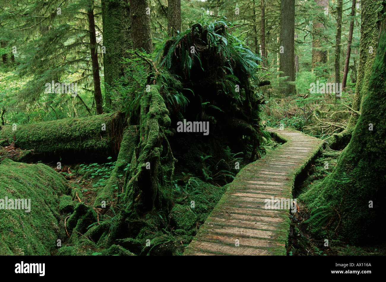 Canada British Columbia Vancouver Island Carmanah Valley cedar ...
