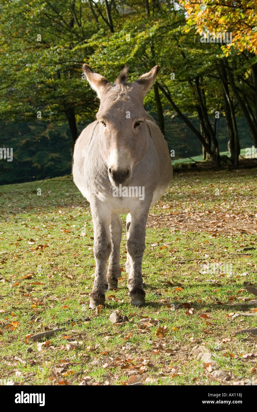Thuringian forest donkey hi-res stock photography and images - Alamy