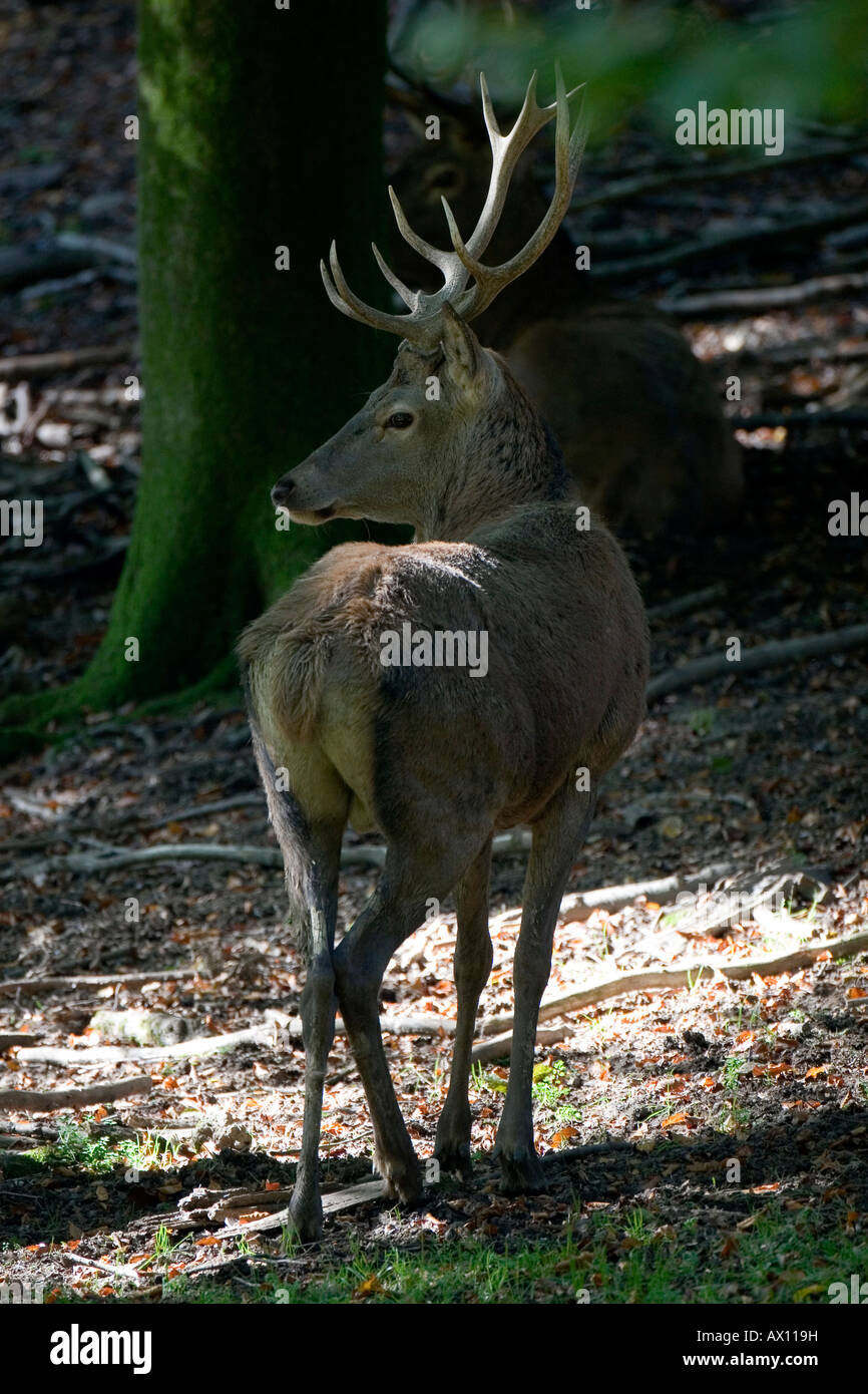 Red Deer (Cervus elaphus) standing in the forest, Zoo, Daun ...