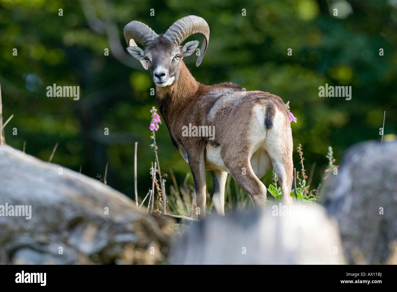 Mouflon (Ovis musimon) standing on a hillside, looking backward, Zoo ...