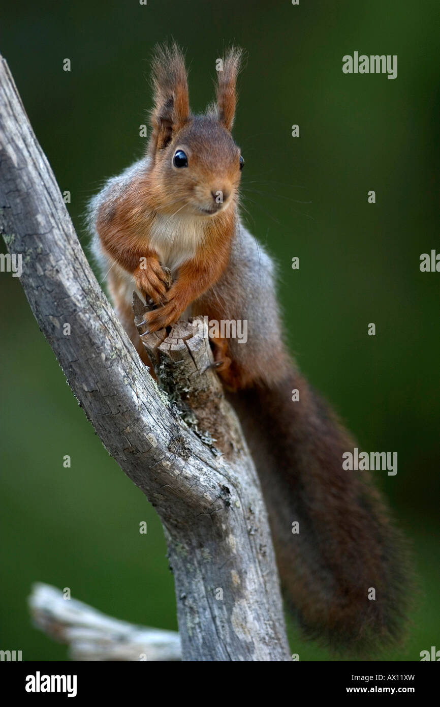 Eurasian Red Squirrel (Sciurus vulgaris) sitting on a branch, Hamra ...