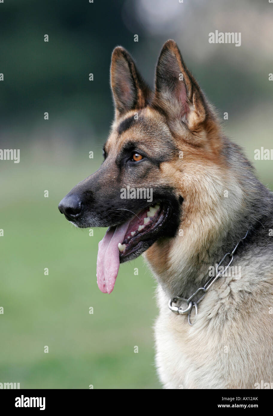 German schaeferhund hi-res stock photography and images - Alamy