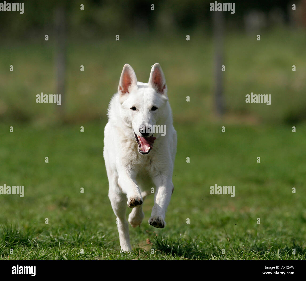 White german shepard hi-res stock photography and images - Alamy