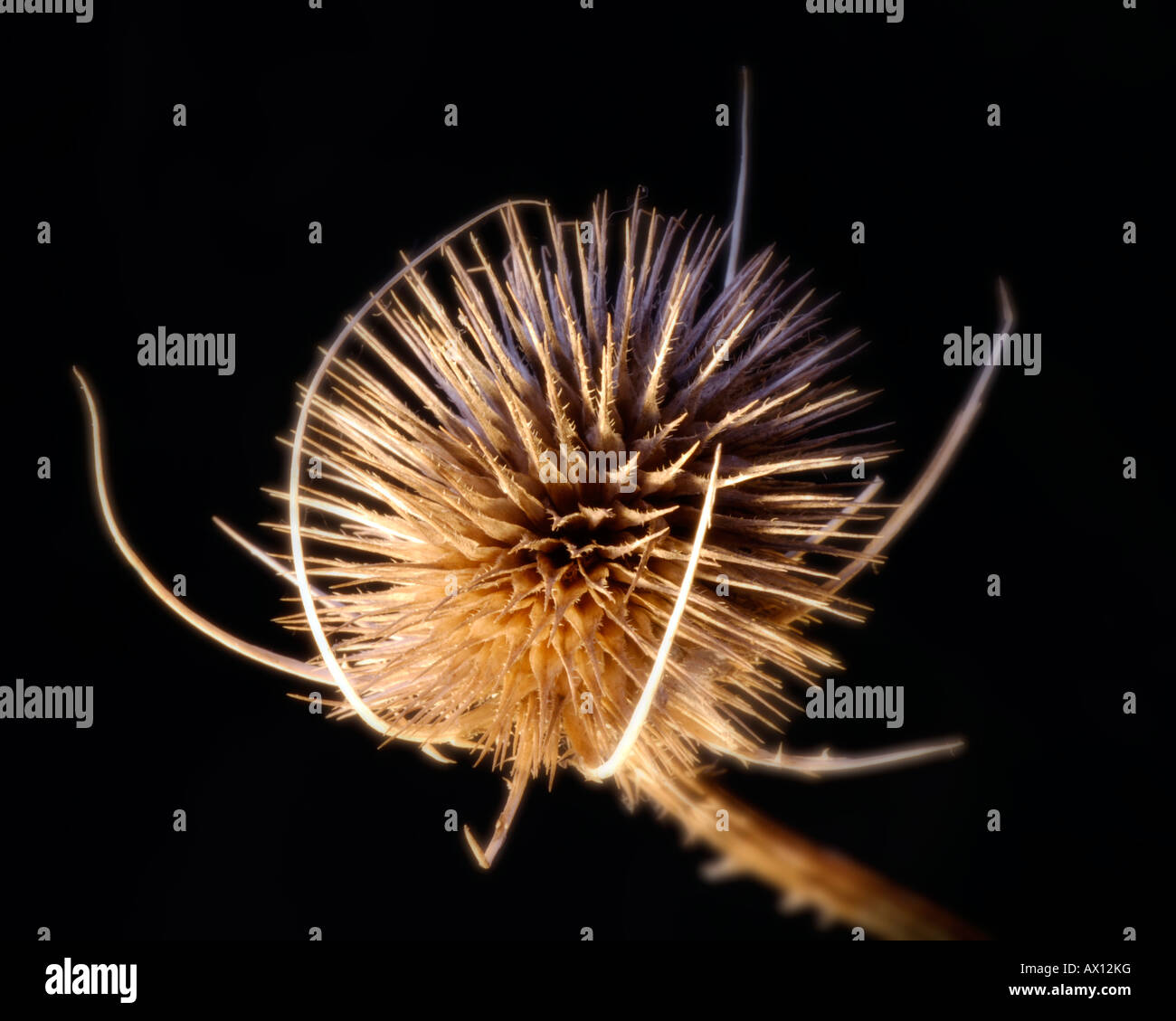 Teasel dried head hi-res stock photography and images - Alamy