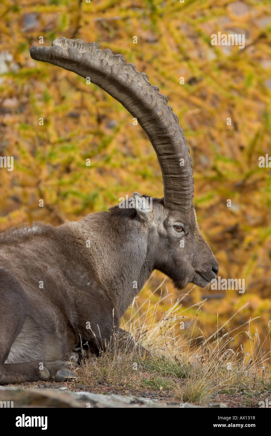 Alpine Ibex (Capra ibex) lying on the ground, resting, National Park ...