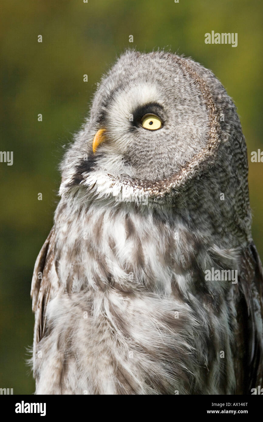 Great Grey Owl or Lapland Owl (Strix nebulosa) portrait, Eagle- and ...