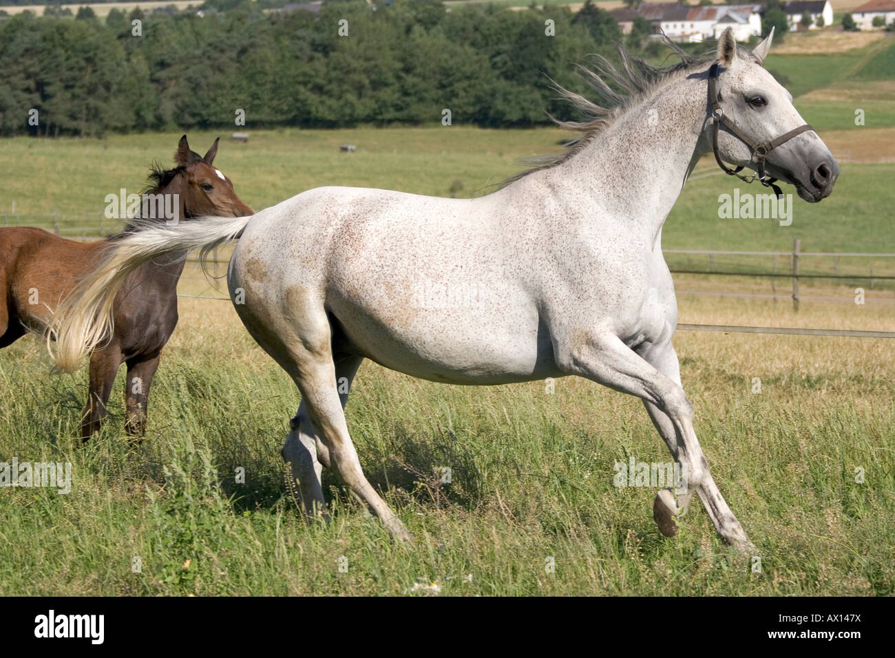 Oldenburg mare, white, galloping through meadow, brown foal behind her ...