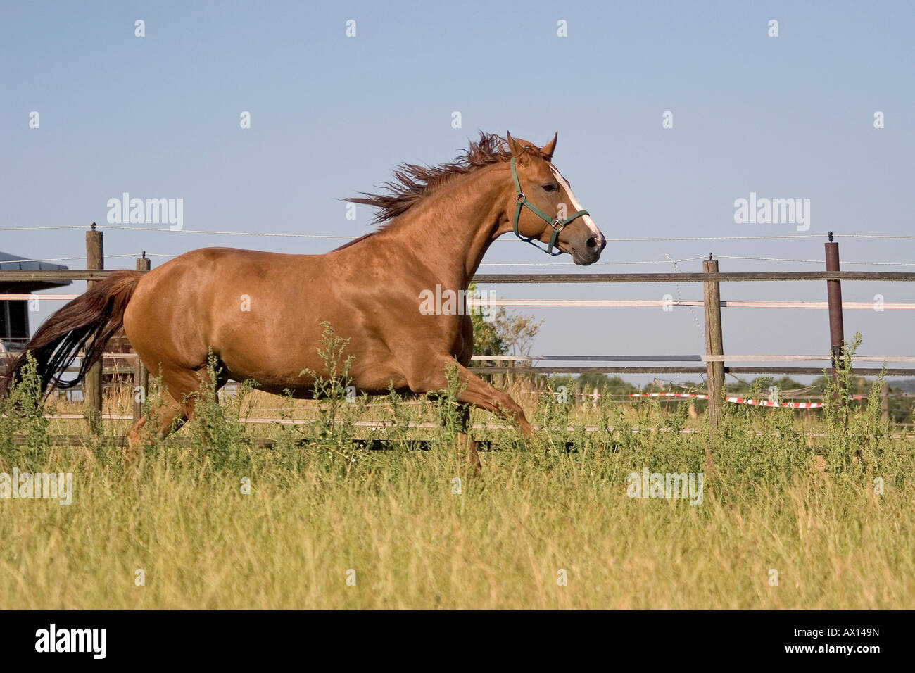 Oldenburg mare trotting through meadow, Vulkaneifel, Germany, Europe ...
