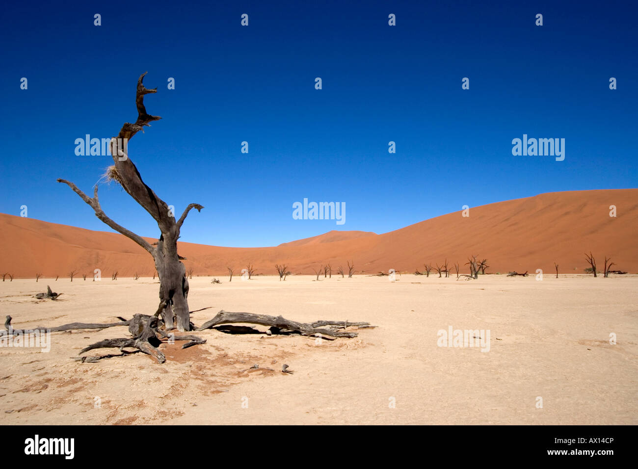 Dried out and dead hi-res stock photography and images - Alamy