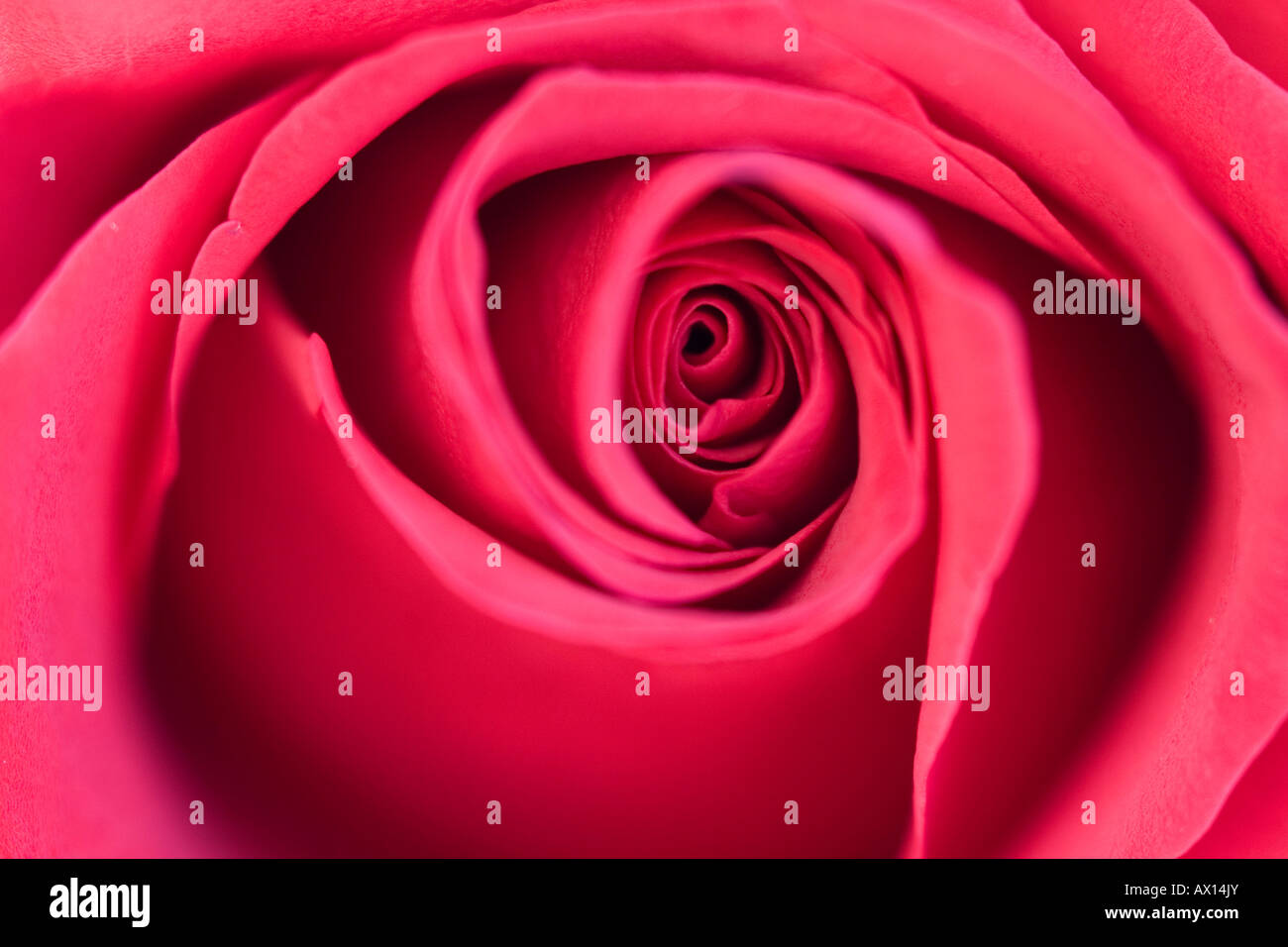 Rose, detail shot, Germany, Europe Stock Photo - Alamy