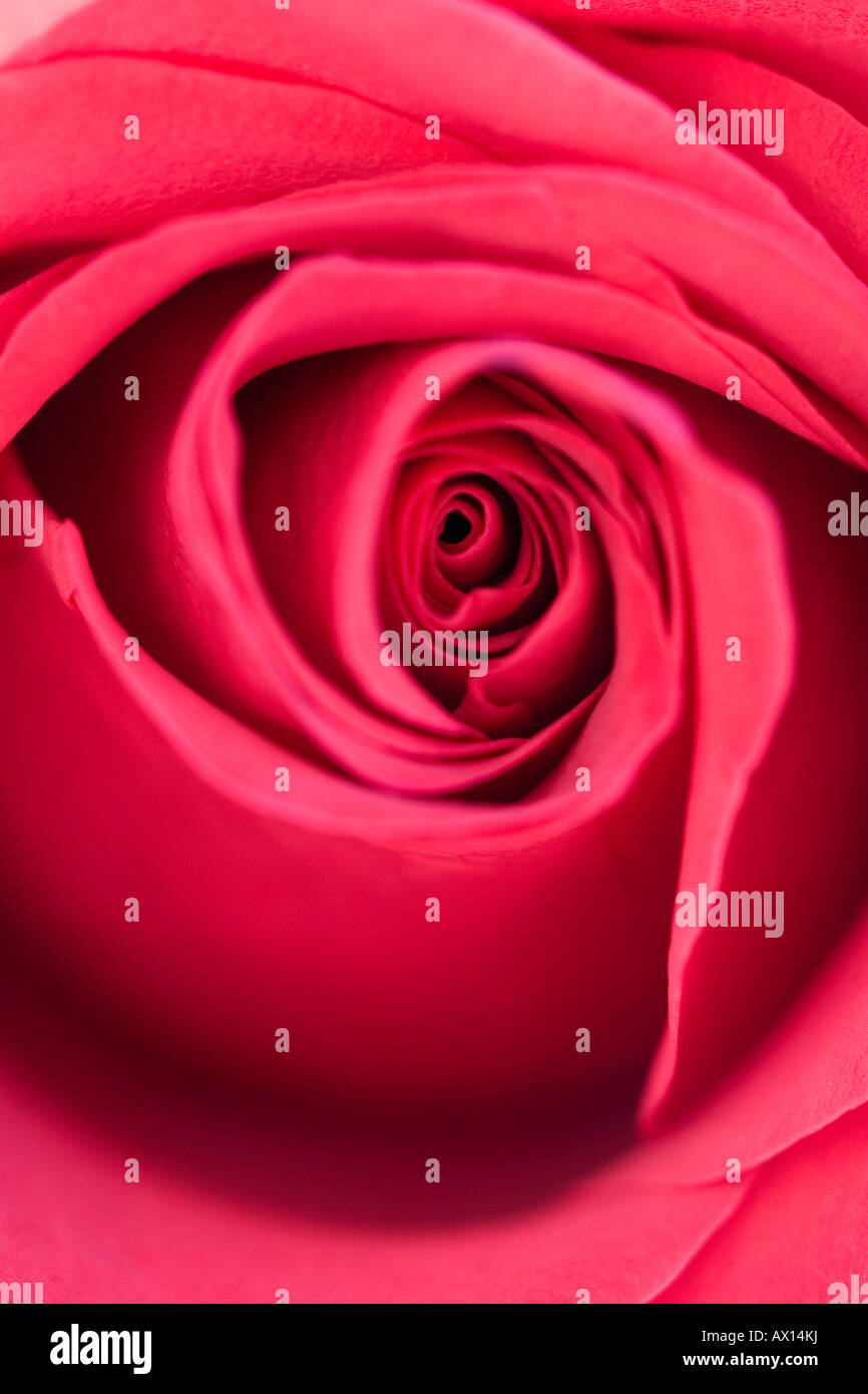 Rose, detail shot, Germany, Europe Stock Photo - Alamy