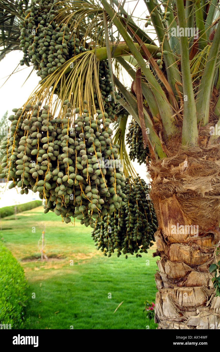 Date tree gardens hi-res stock photography and images - Alamy