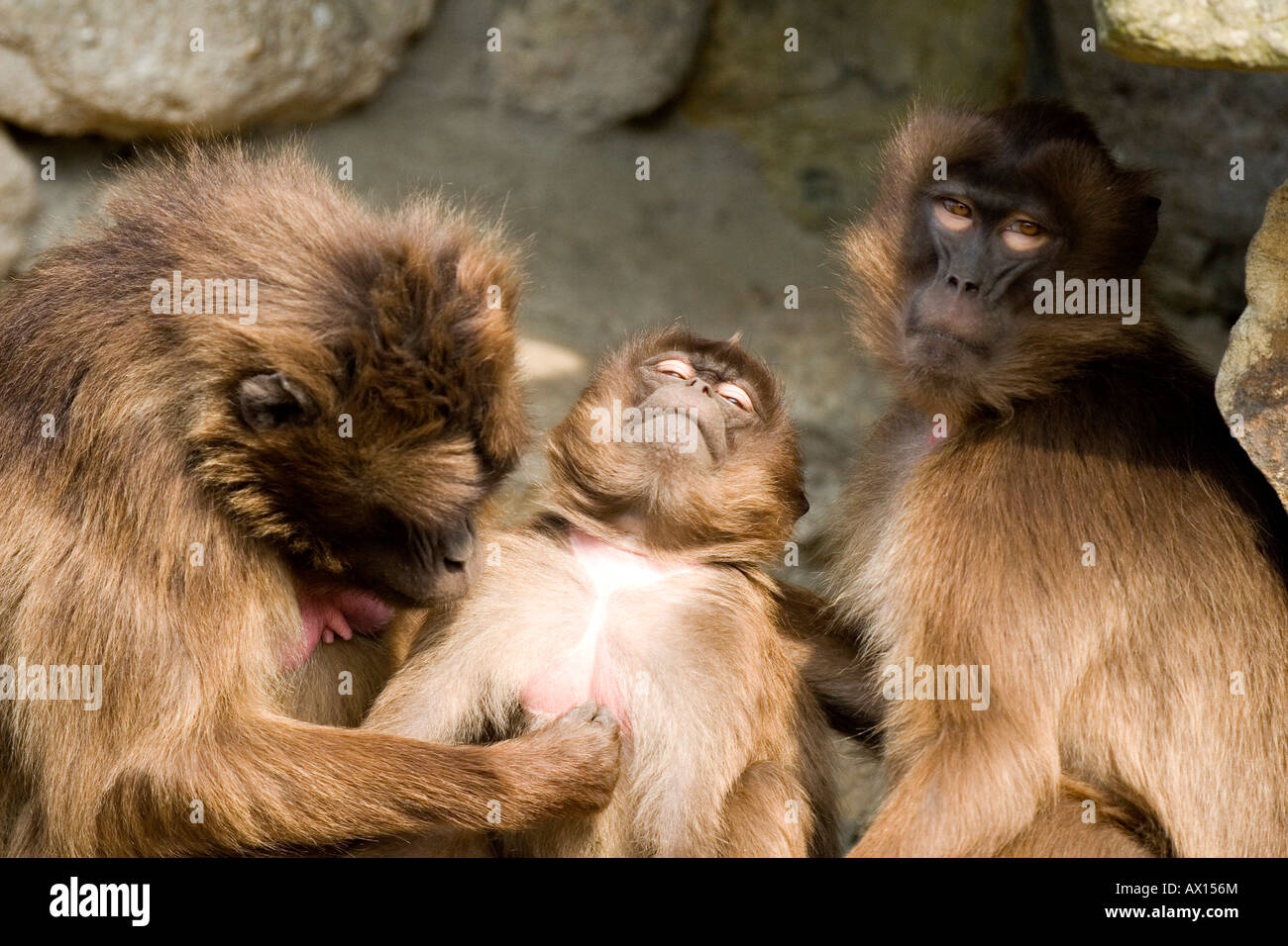 Geladas or Gelada Baboons (Theropithecus gelada) grooming one another ...