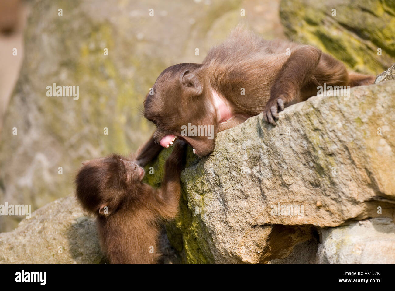 Geladas fighting hi-res stock photography and images - Alamy