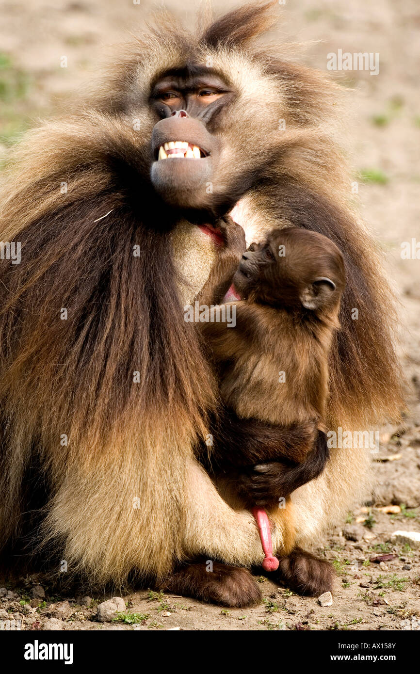 Gelada or Gelada Baboon (Theropithecus gelada) male holding infant ...