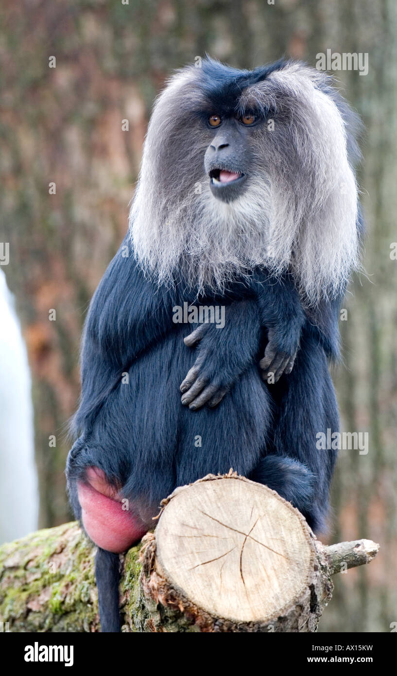 Lion-tailed Macaque (Macaca silenus), sitting on a tree stump, Apenheul ...