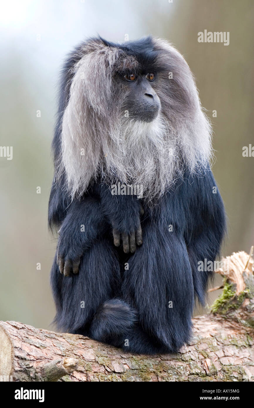 Lion-tailed Macaque (Macaca silenus), sitting on a tree stump, Apenheul ...
