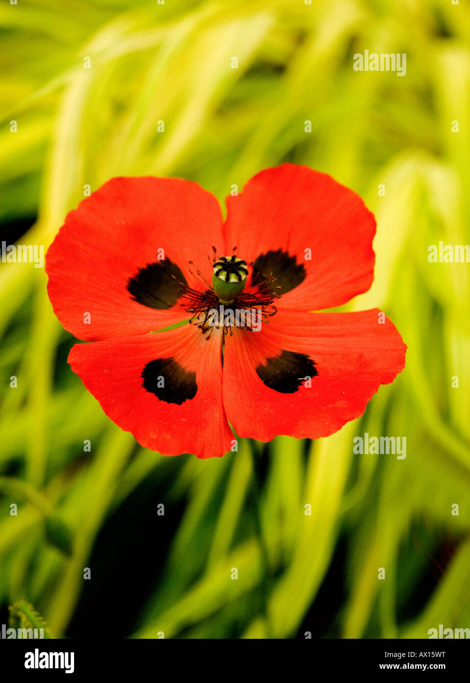 POPPY IN SHOW ENVIRONMENT Stock Photo - Alamy