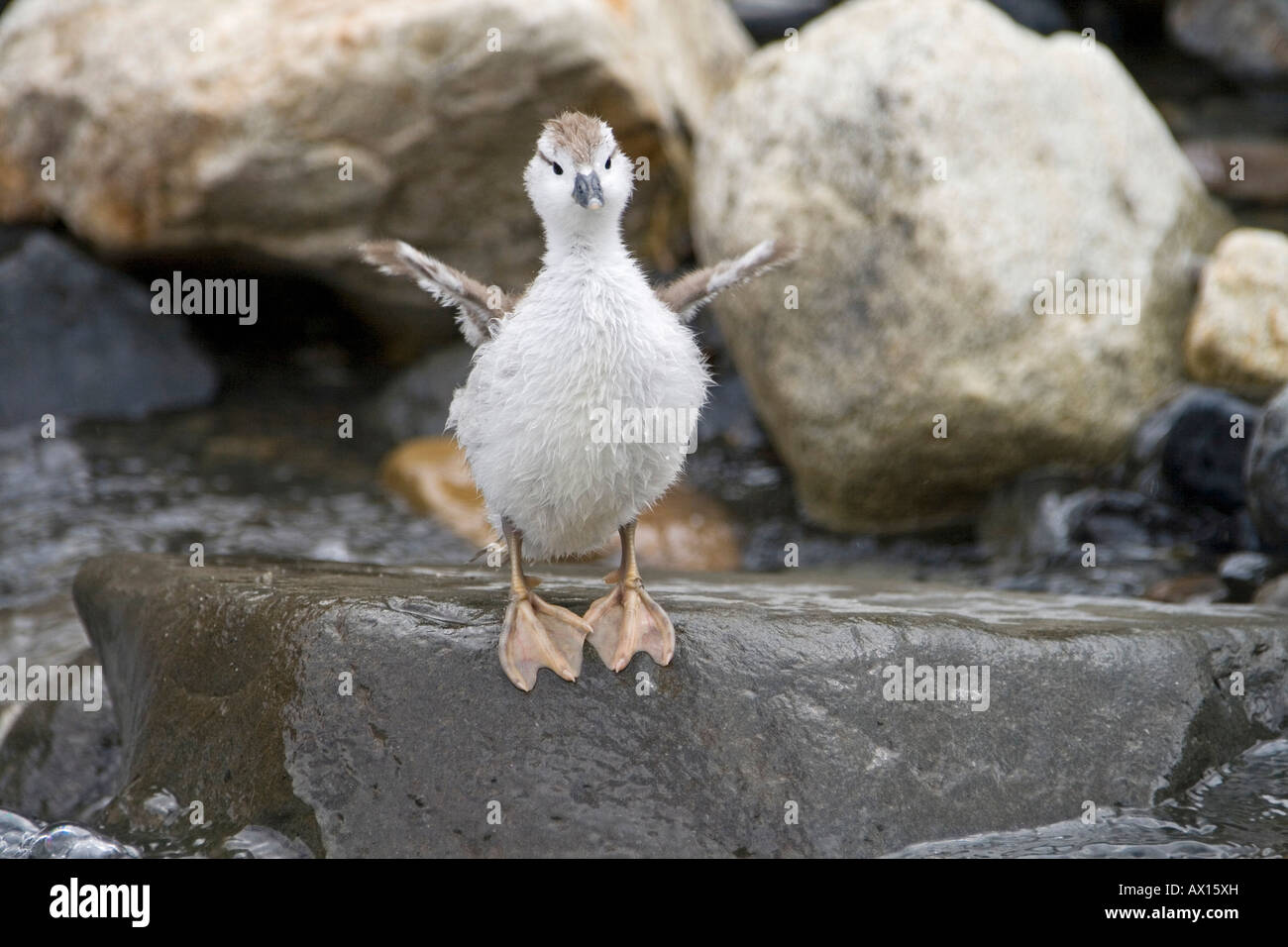 Torrent Duck (Merganetta armata) chick standing on a rock in Torres del ...