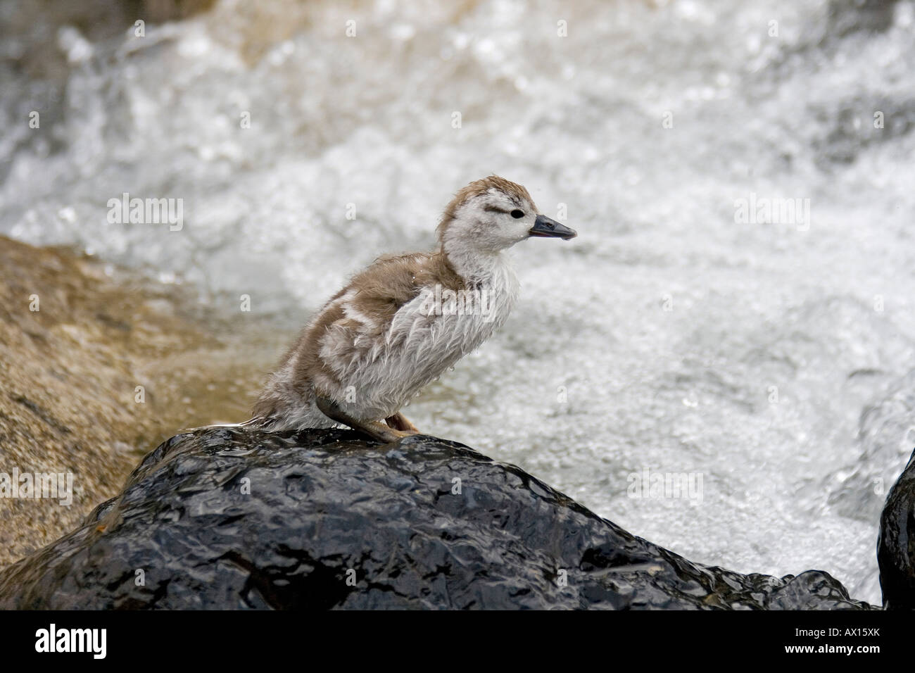 Torrent Duck (Merganetta armata) chick perched on a rock in Torres del ...